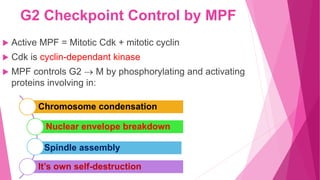 Cell cycle regulation ppt | PPTX