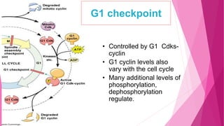 Cell cycle regulation ppt | PPTX