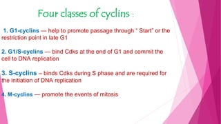 Cell cycle regulation ppt | PPTX