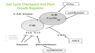 Cell cycle regulation ppt | PPTX