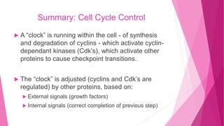 Cell cycle regulation ppt | PPTX