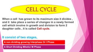 Cell cycle regulation ppt | PPTX