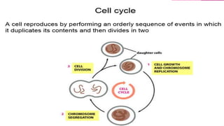 Cell cycle regulation ppt | PPTX