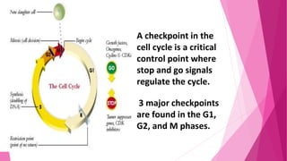 Cell cycle regulation ppt | PPTX