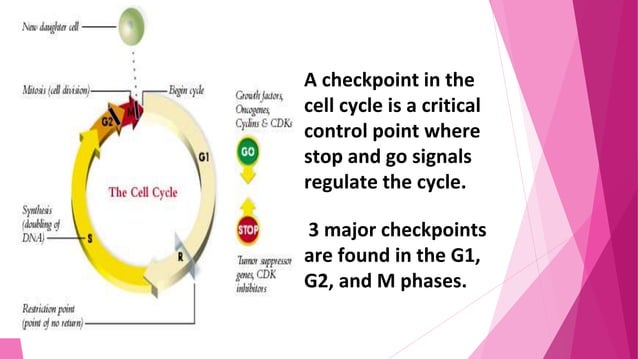 Cell Cycle Regulation Ppt Pptx Endocrine And Metabolic Diseases Diseases And Conditions