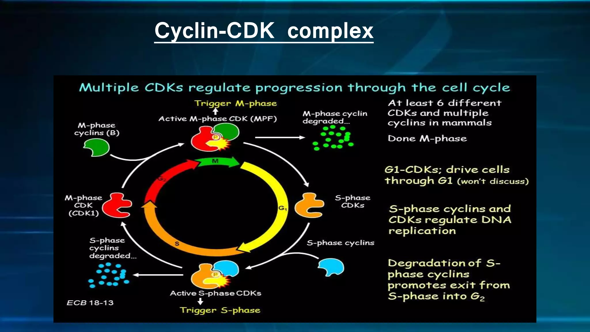 Cell cycle regulation ppt | PPTX