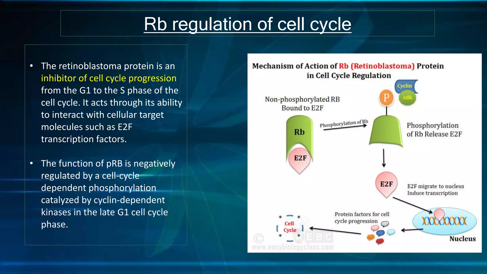 Cell cycle regulation ppt | PPTX