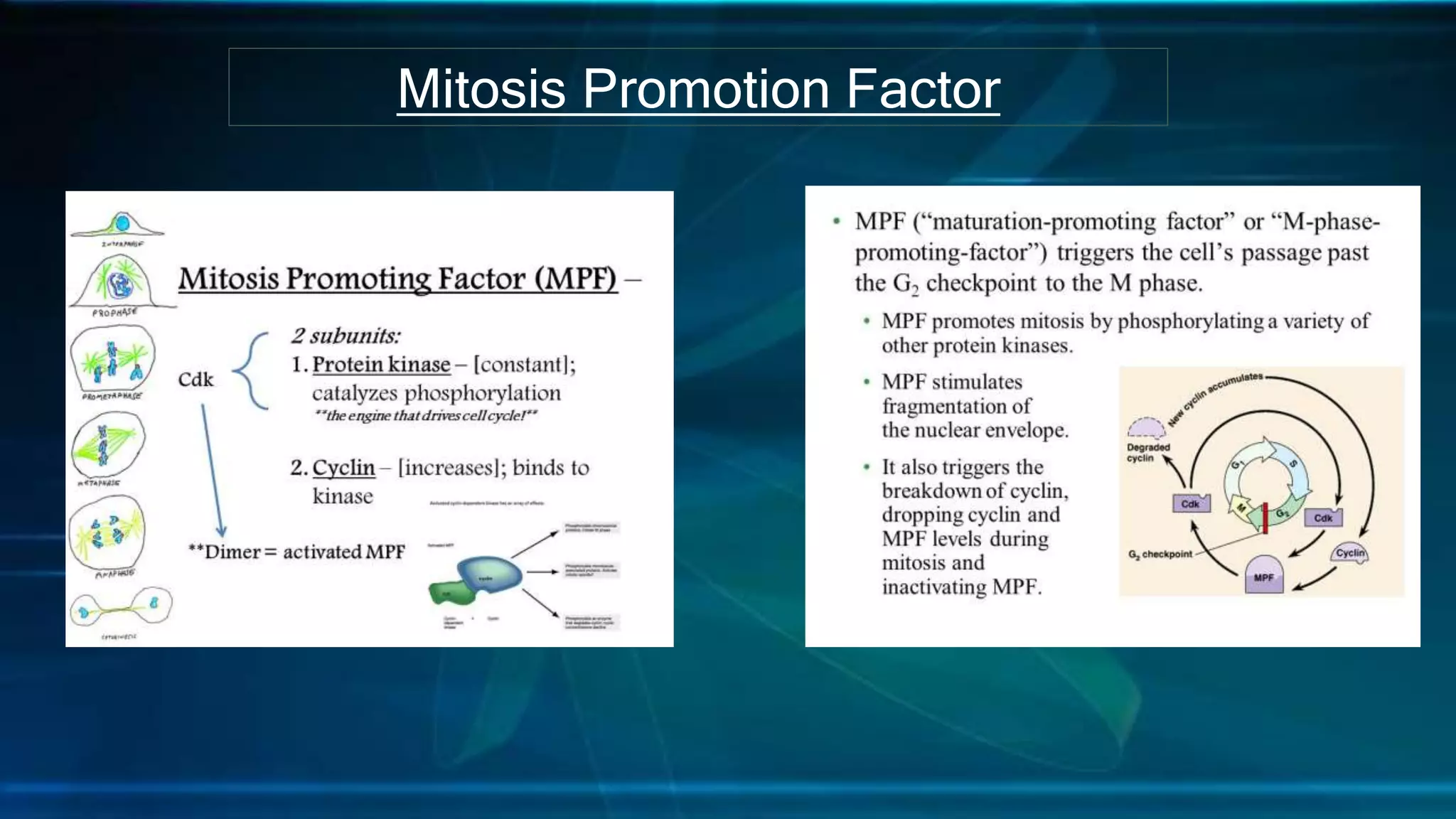 Cell cycle regulation ppt | PPTX
