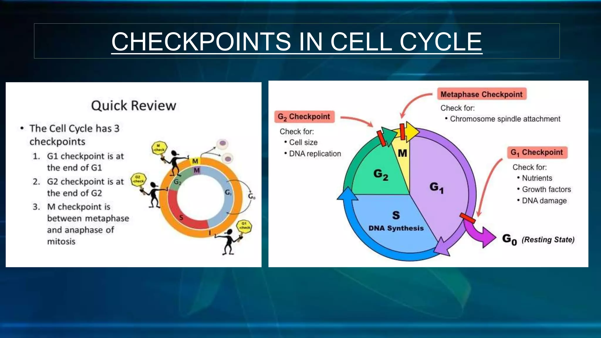 Cell Cycle Regulation Ppt Pptx
