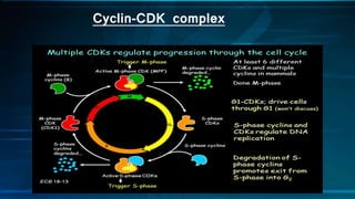 Cell cycle regulation ppt | PPTX