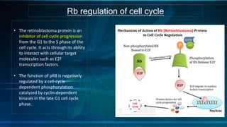 Cell cycle regulation ppt | PPTX