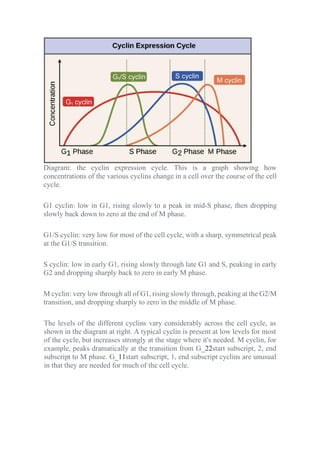 Cell cycle regulators | PDF