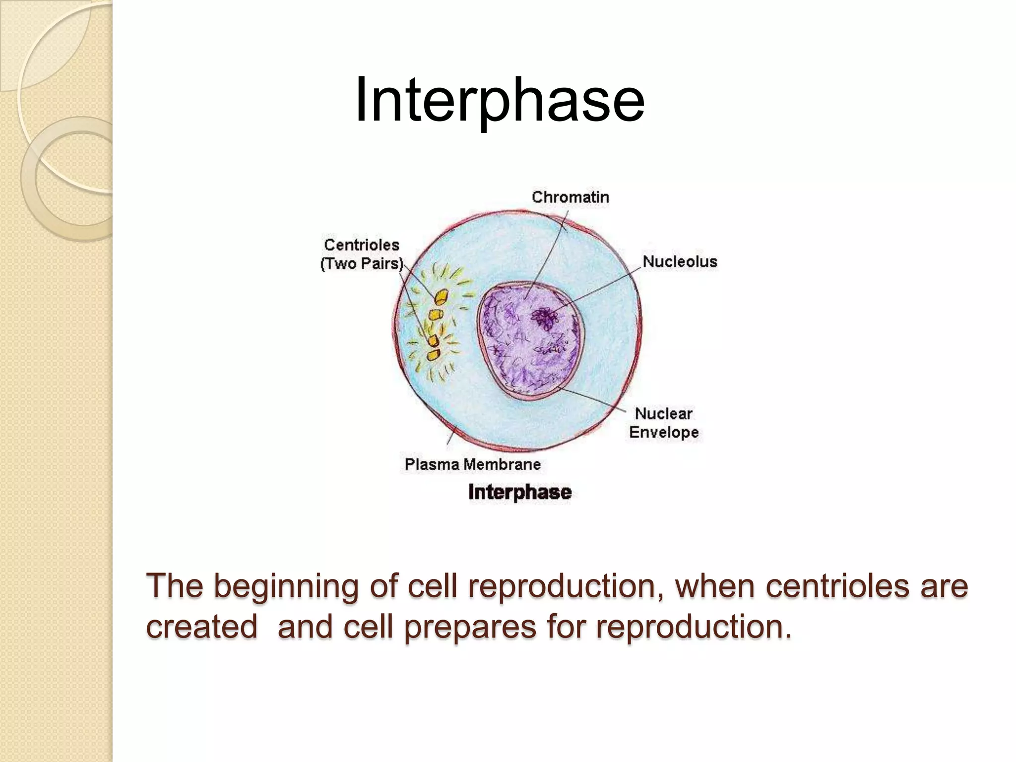 Cell cycle reproduction | PPT