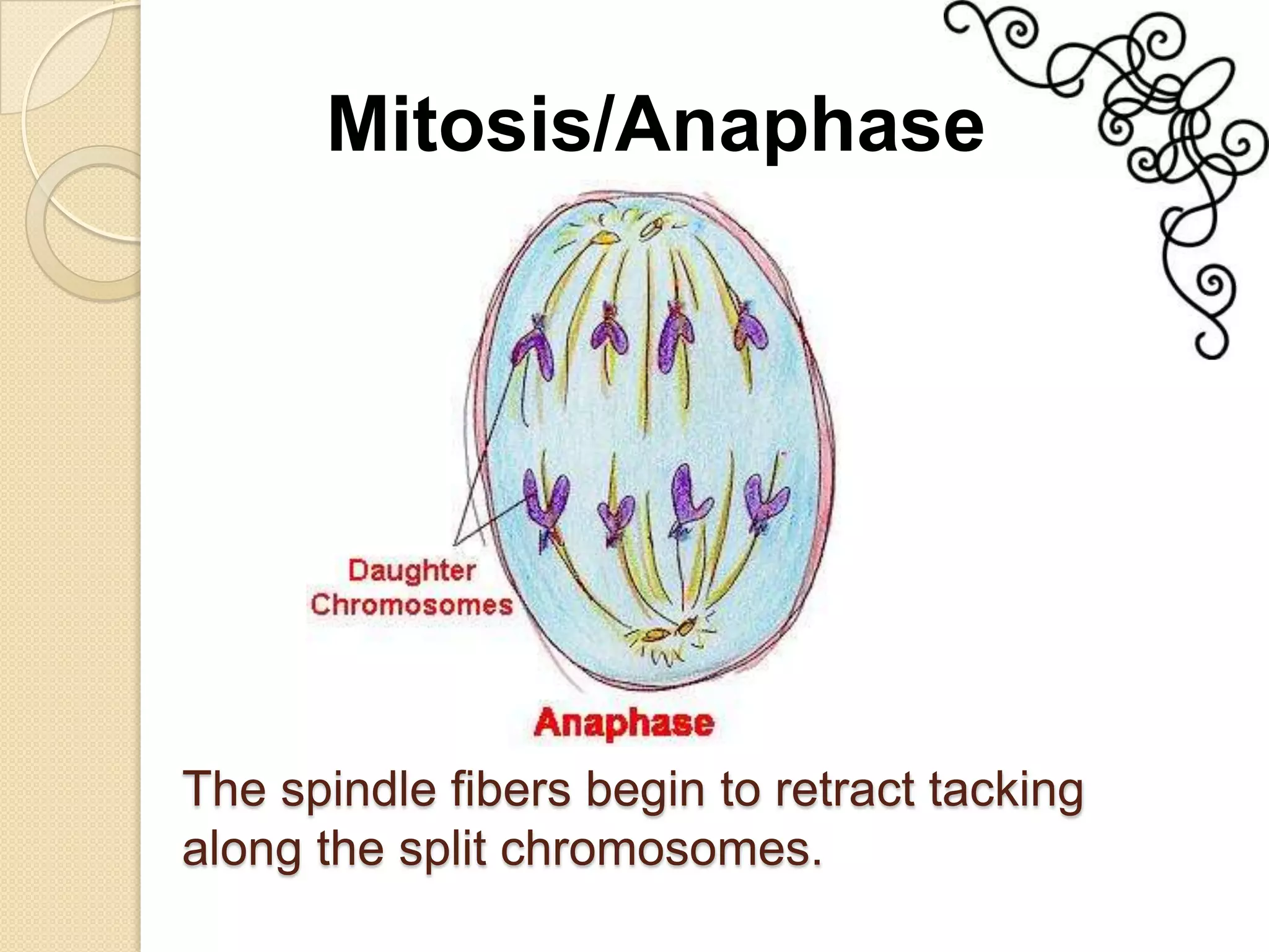 Cell cycle reproduction | PPTX