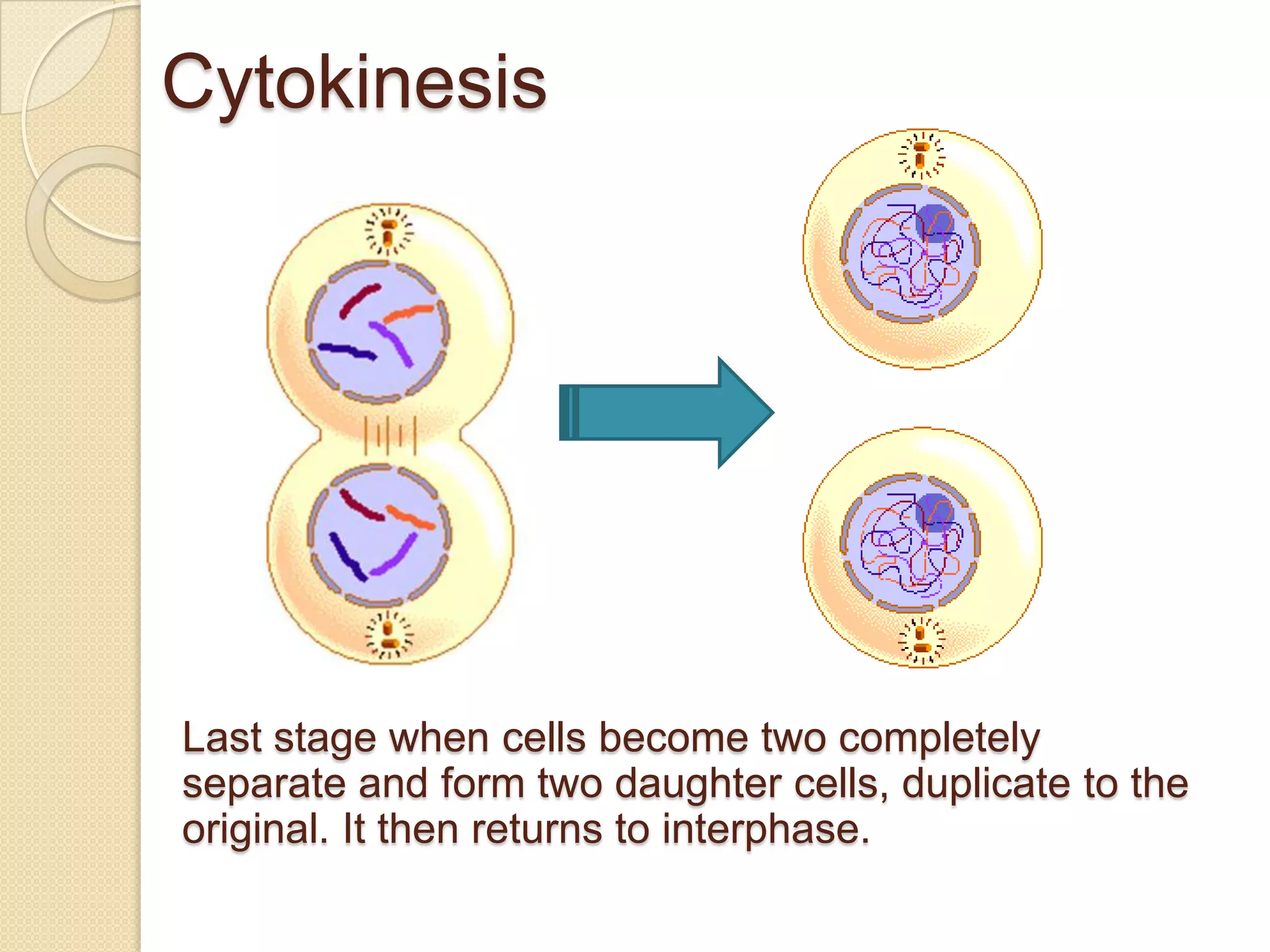 Cell cycle reproduction | PPT
