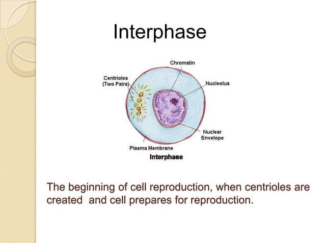 Cell cycle reproduction | PPTX | Needlework | Arts and Crafts