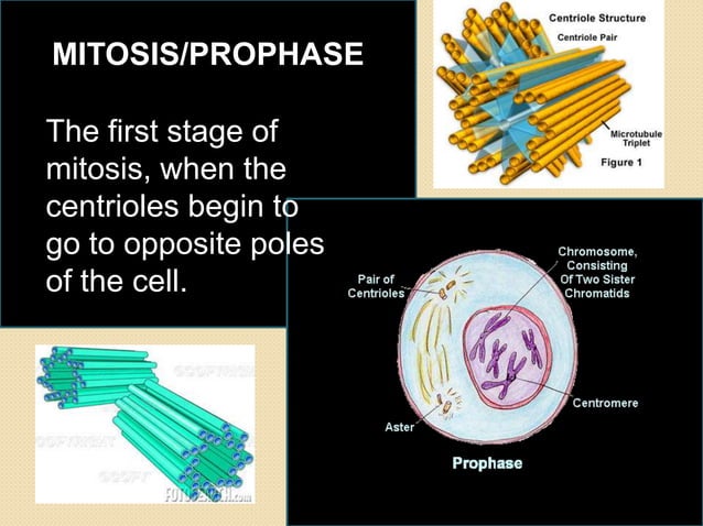 Cell cycle reproduction | PPT