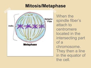 Cell cycle reproduction | PPTX