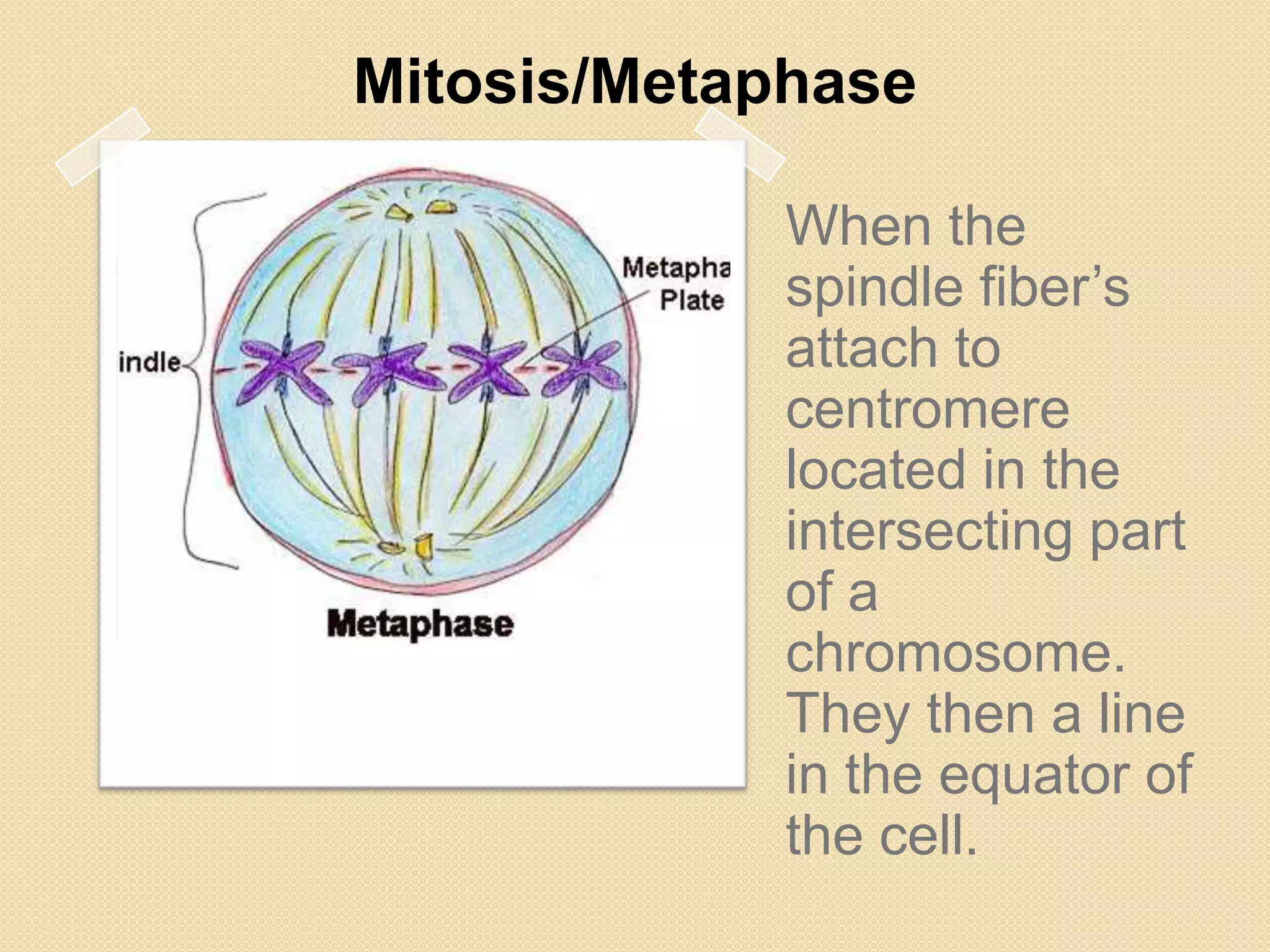 Asexual Cell cycle reproduction | PPTX