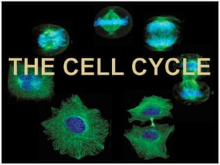 Cell Cycle Review | PPT