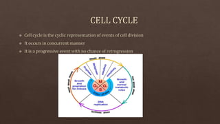 Cell cycles and its regulation | PPTX