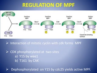 Cell cycle | PPT