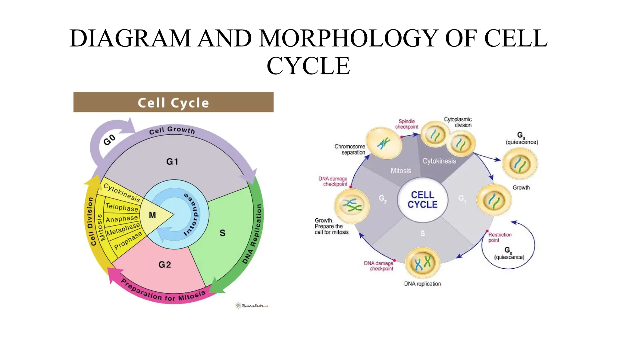 Cell cycle in relation to cell regulations and apoptosis | PPT