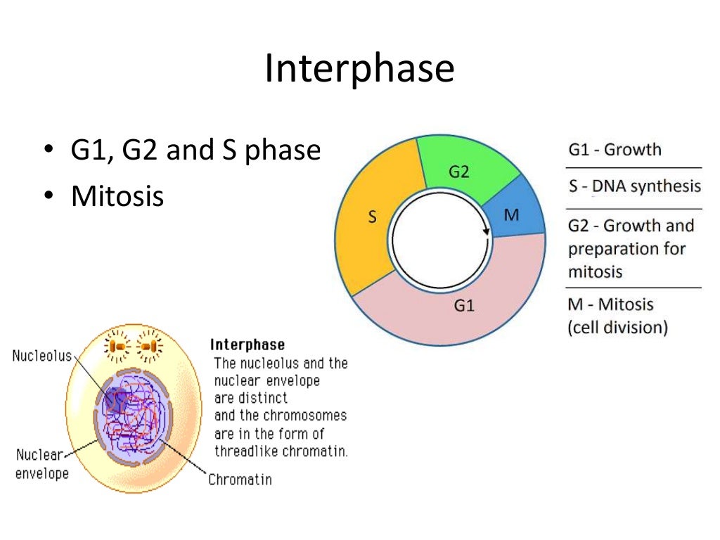 Cell cycle slides