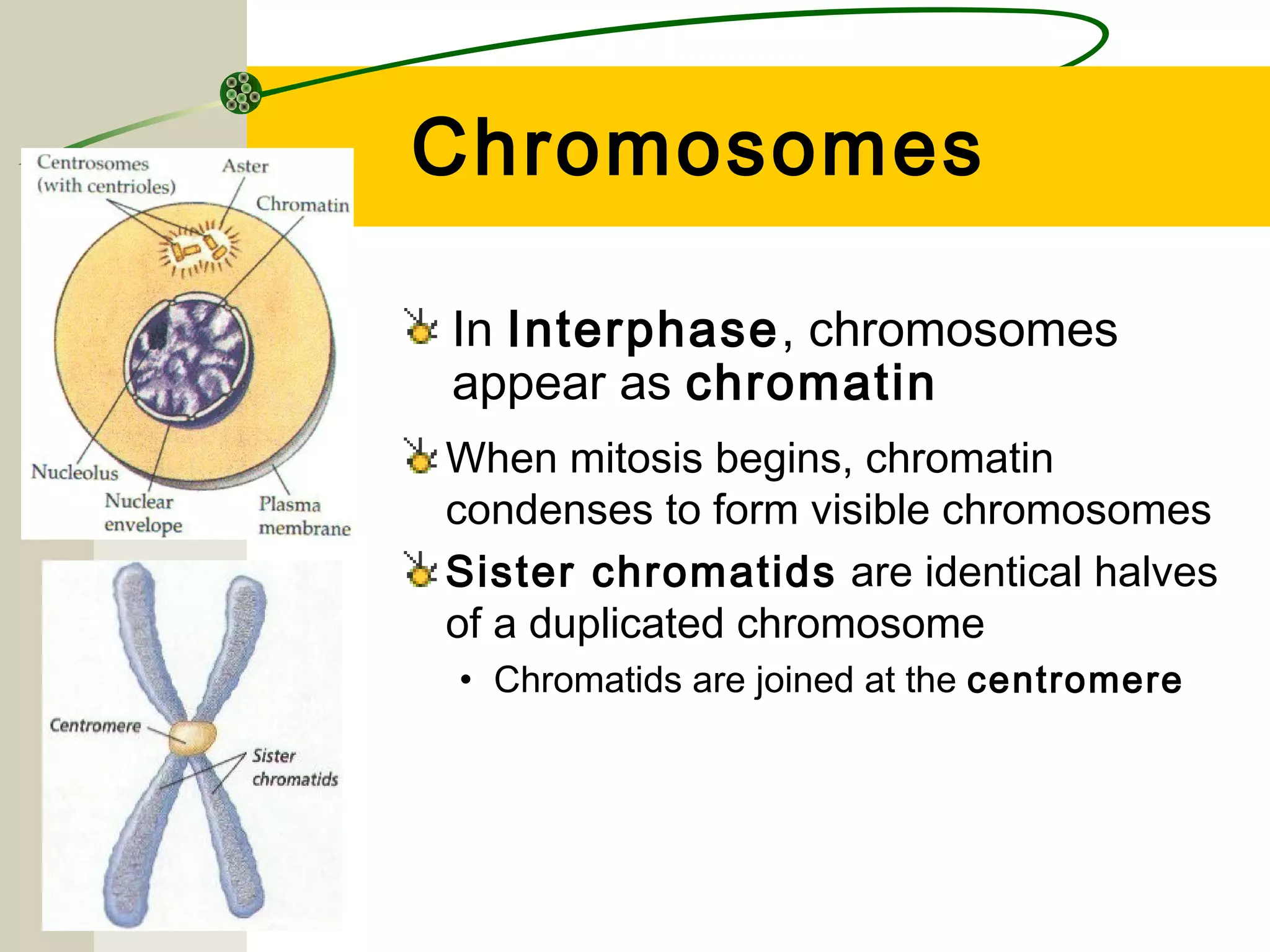 Cell cycle slides for Moodle | PPT