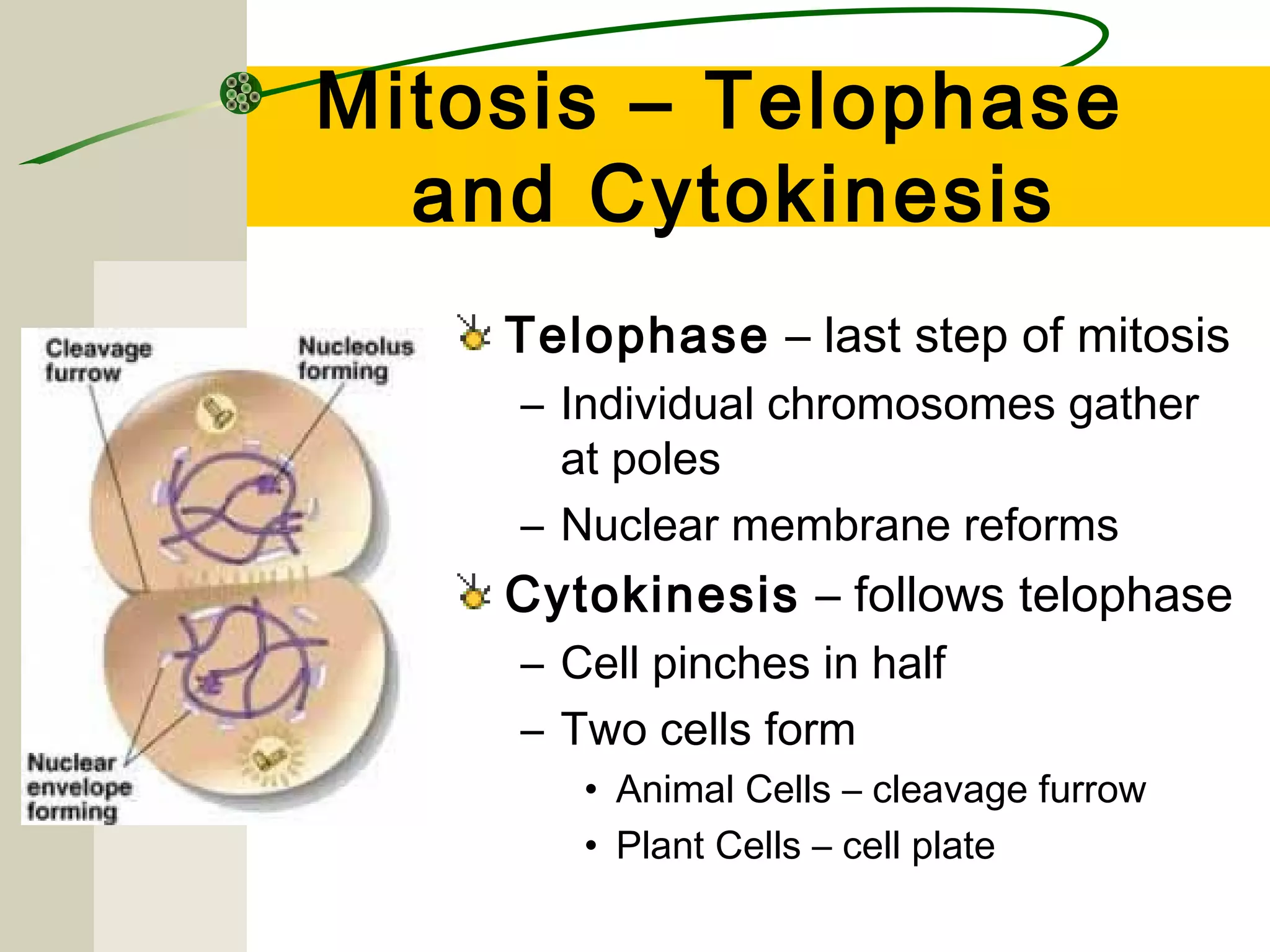 Cell cycle slides for Moodle | PPT