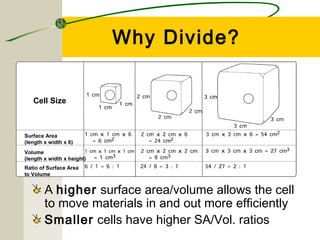 Cell cycle slides for Moodle | PPT