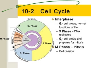 Cell cycle slides for Moodle | PPT