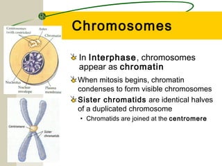 Cell cycle slides for Moodle | PPT