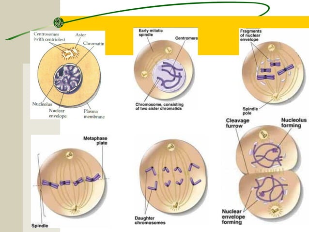 Cell cycle slides for Moodle | PPT