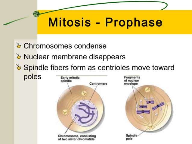 Cell cycle slides for Moodle | PPT