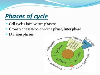 Cell cycle ( B.Sc Biotech) | PPT