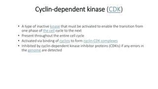 Cell Cycle_ Usman.pptx sasgdgdb vdf g g rg g | PPT