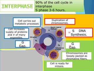 Cell cylce and cell division, an introduction | PPT