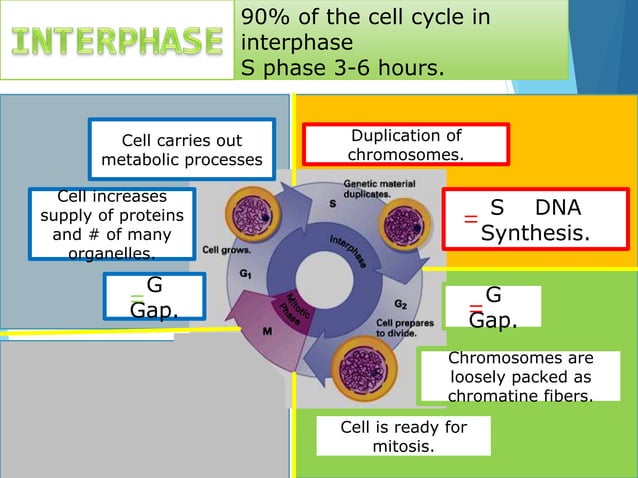Cell cylce and cell division, an introduction | PPTX | Biological ...