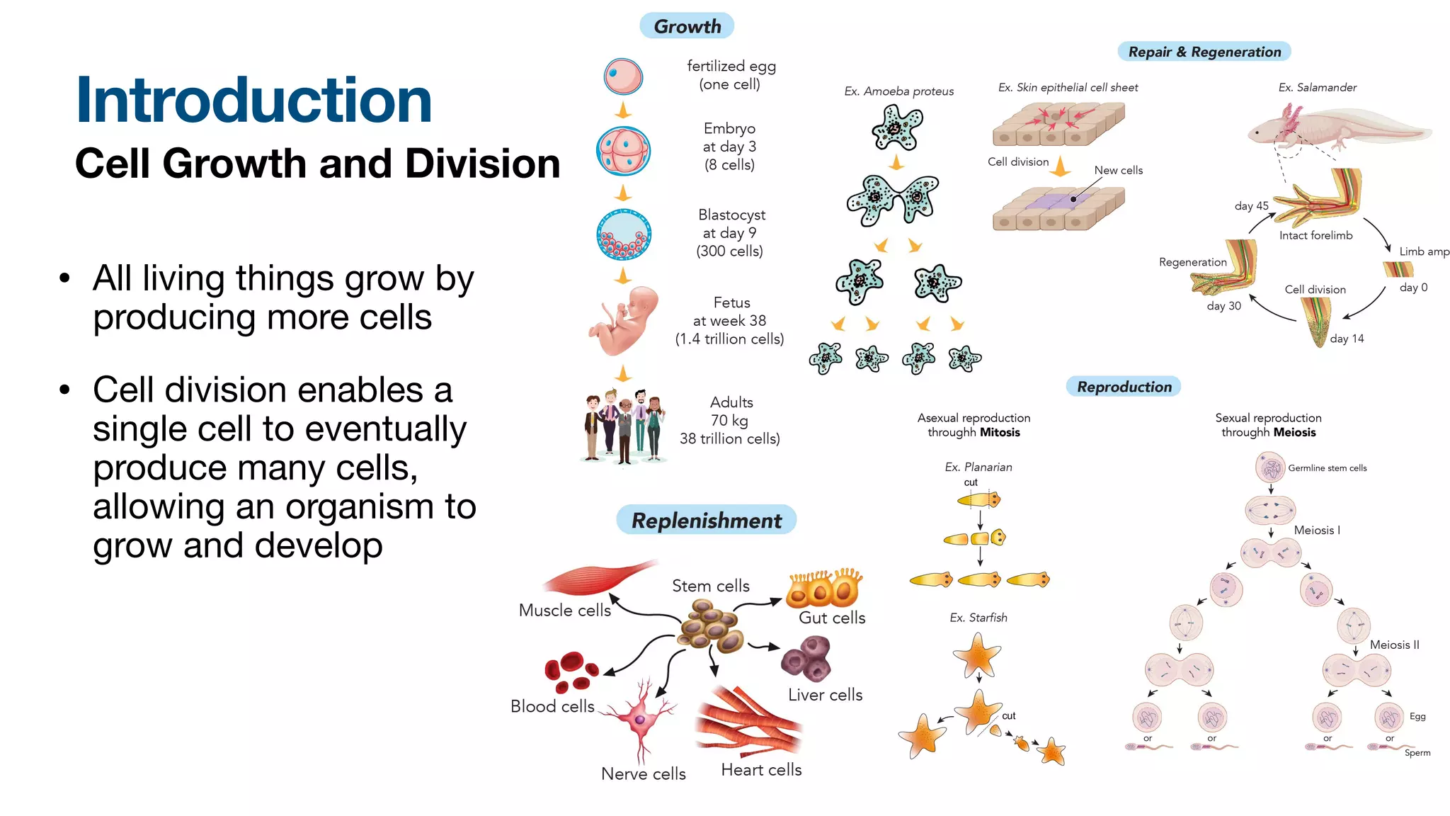 The Cell Cycle and Cellular Reproduction | PDF