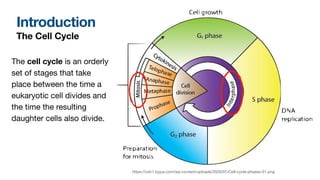 The Cell Cycle and Cellular Reproduction | PDF