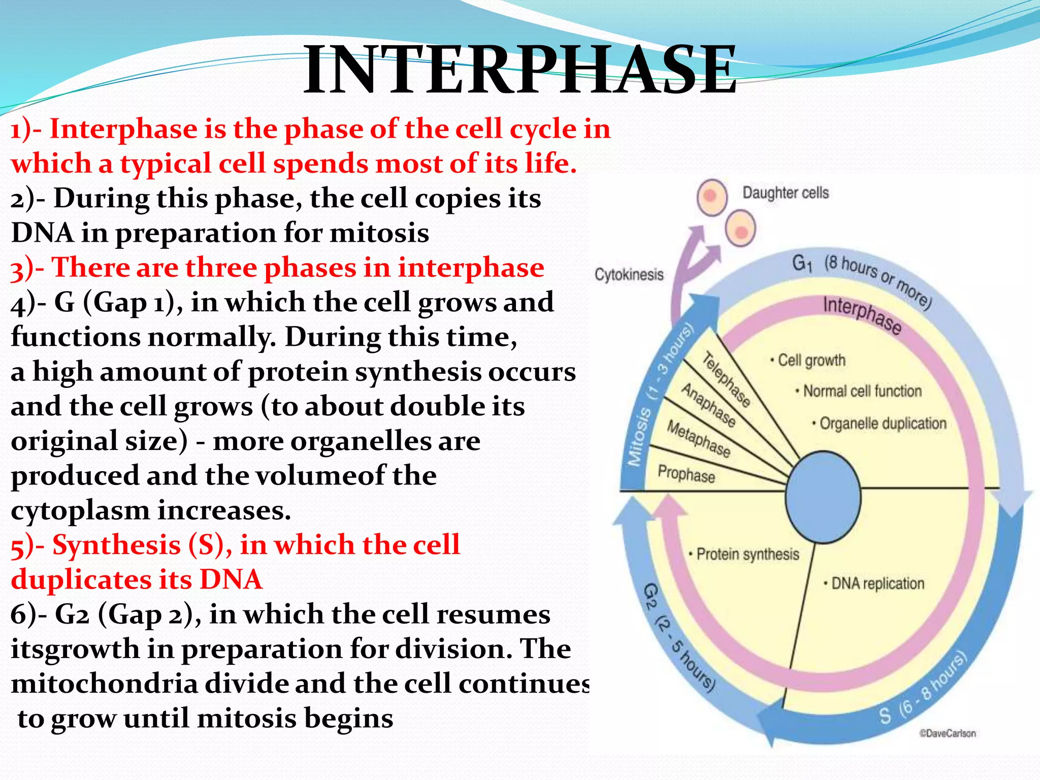 HUMAN CELL AND TISSUE ( cytology ) | PPTX