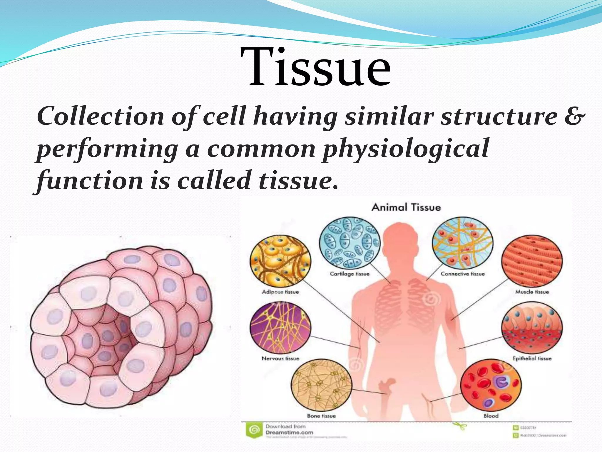 HUMAN CELL AND TISSUE ( cytology ) | PPTX