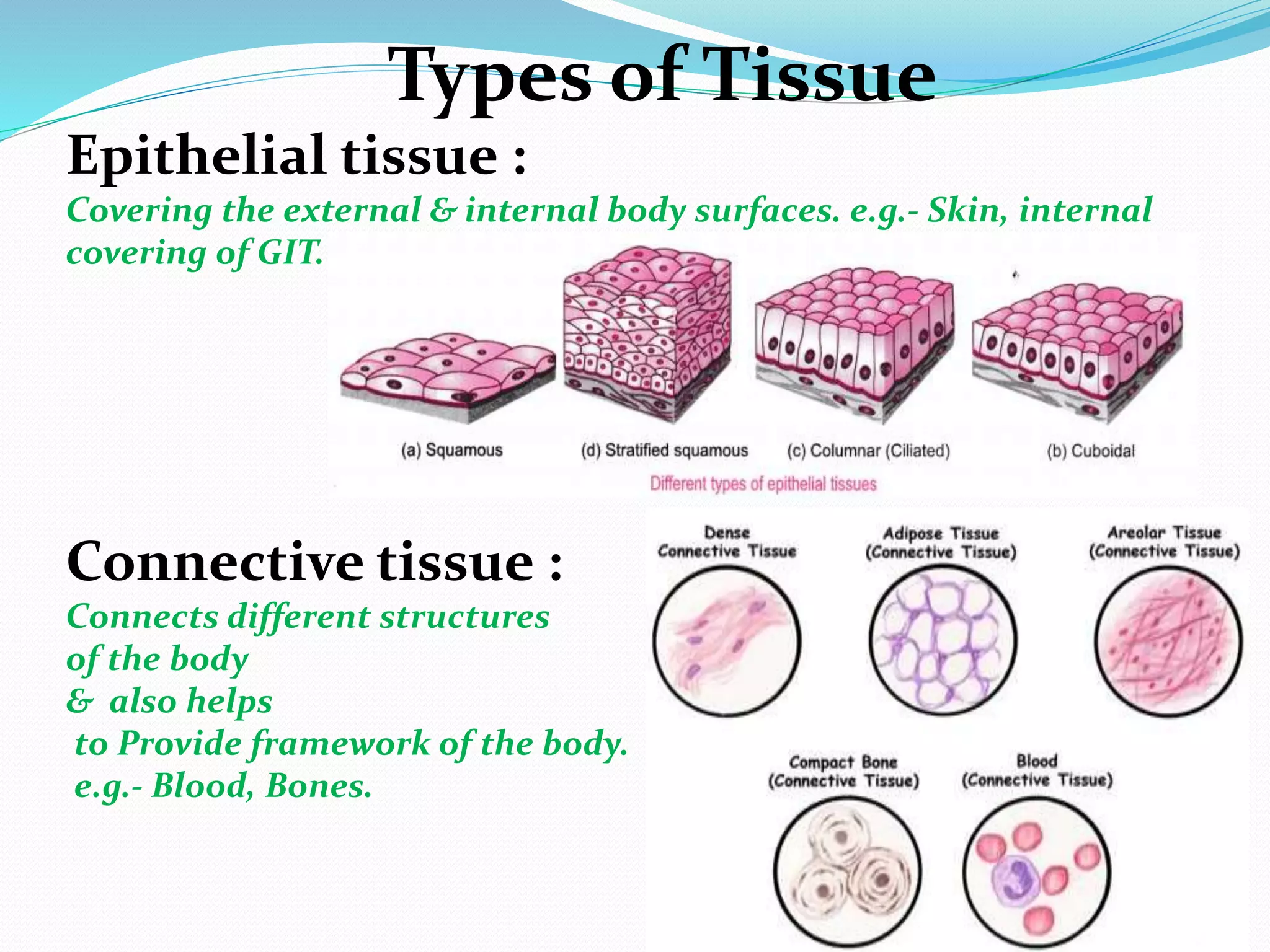 HUMAN CELL AND TISSUE ( cytology ) | PPTX