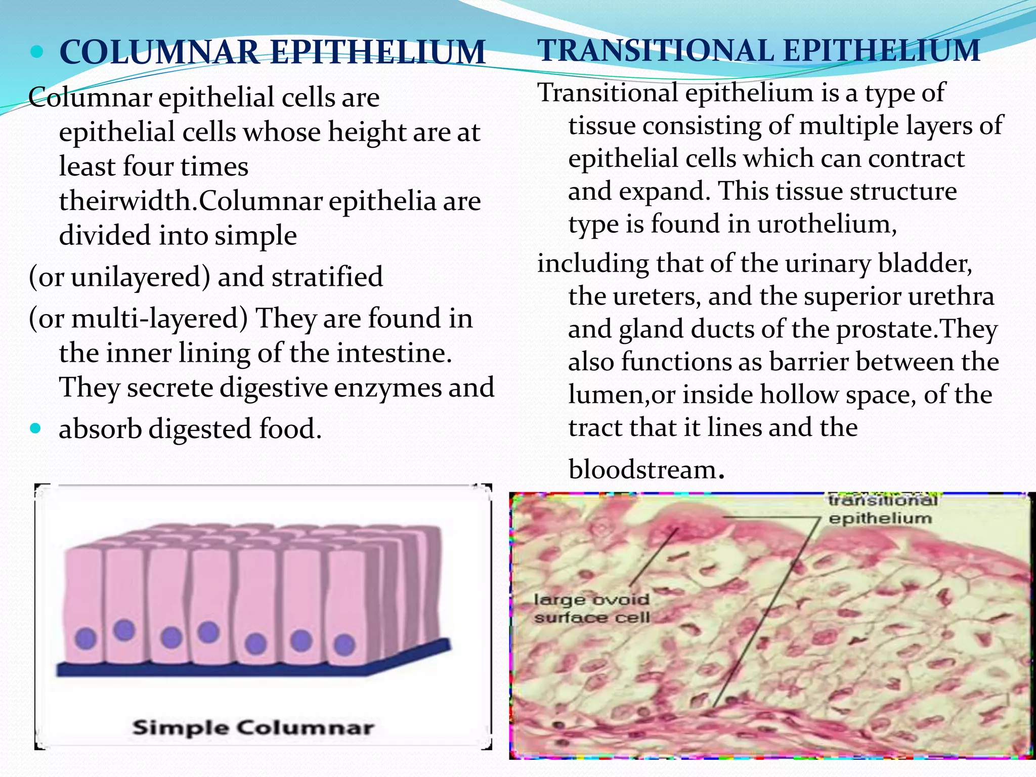 HUMAN CELL AND TISSUE ( cytology ) | PPTX