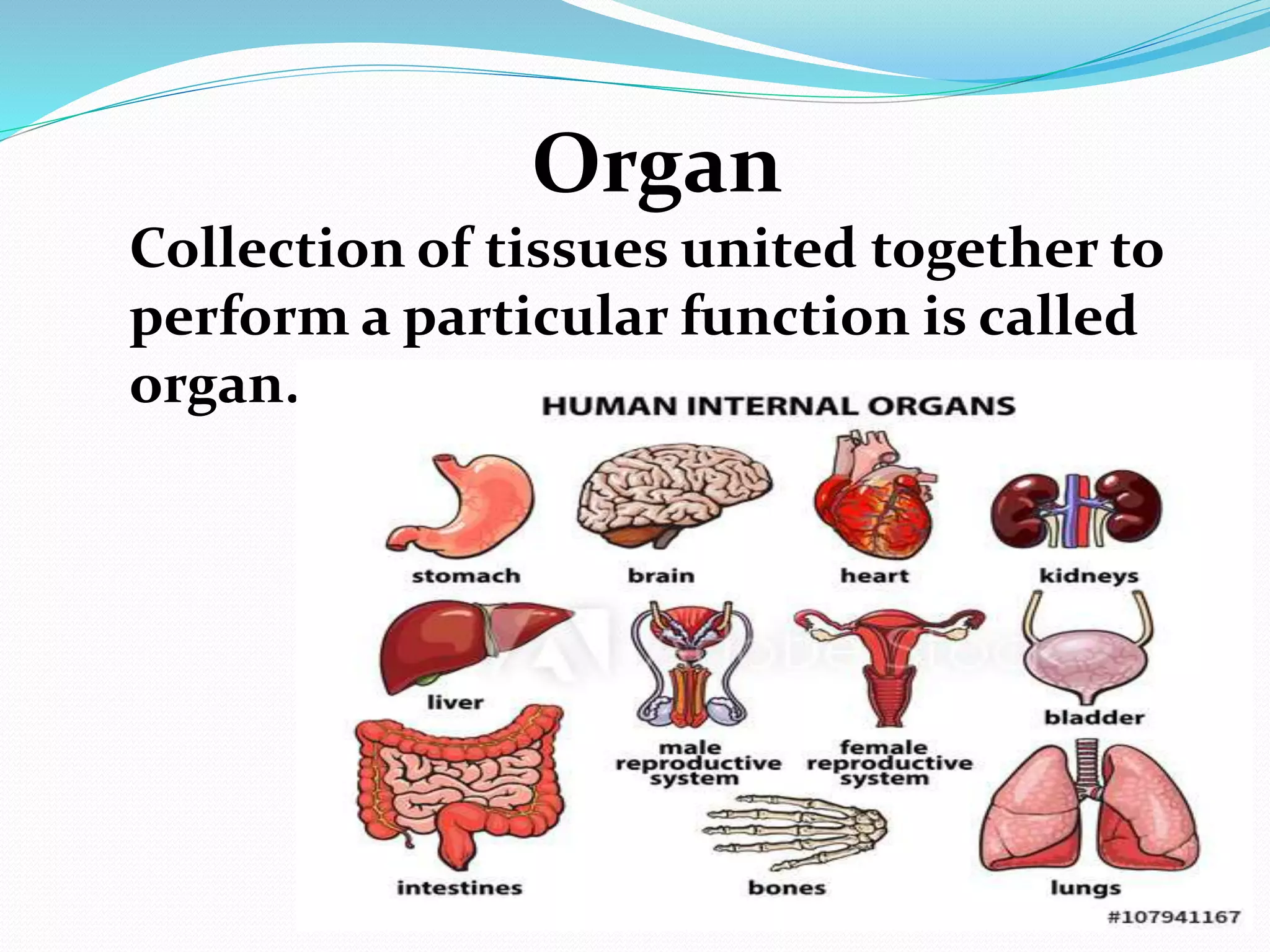 HUMAN CELL AND TISSUE ( cytology ) | PPTX