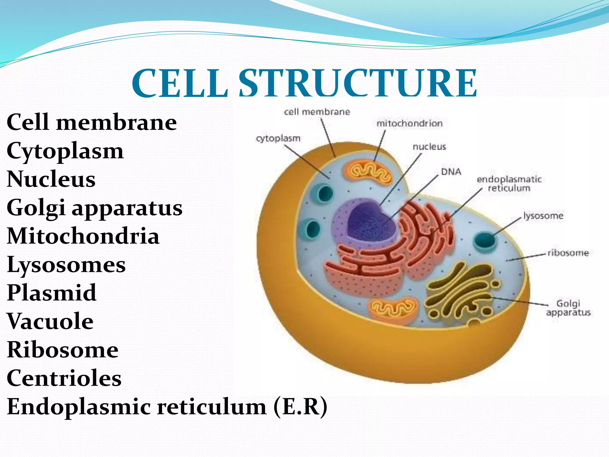 HUMAN CELL AND TISSUE ( cytology ) | PPTX | Biological Sciences | Science