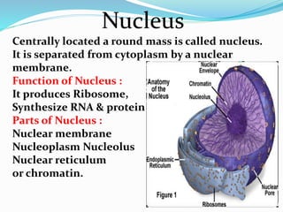 HUMAN CELL AND TISSUE ( cytology ) | PPTX