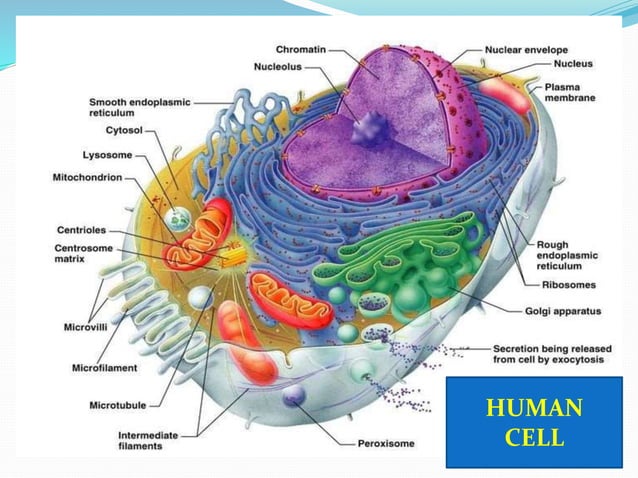 HUMAN CELL AND TISSUE ( cytology ) | PPTX | Biological Sciences | Science