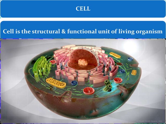 HUMAN CELL AND TISSUE ( cytology ) | PPTX | Biological Sciences | Science